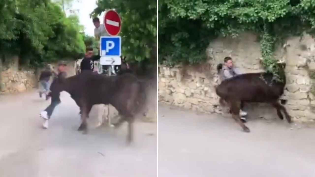 VIDEO: Toro embiste a un joven, pero logra salir ileso de milagro | HRN