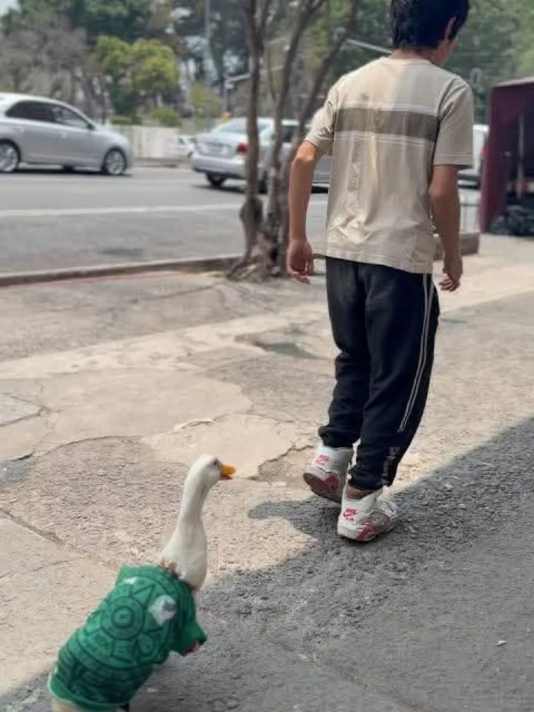 El fenómeno “Merlín”: el patito que se volvió estrella en el Mundial de ...